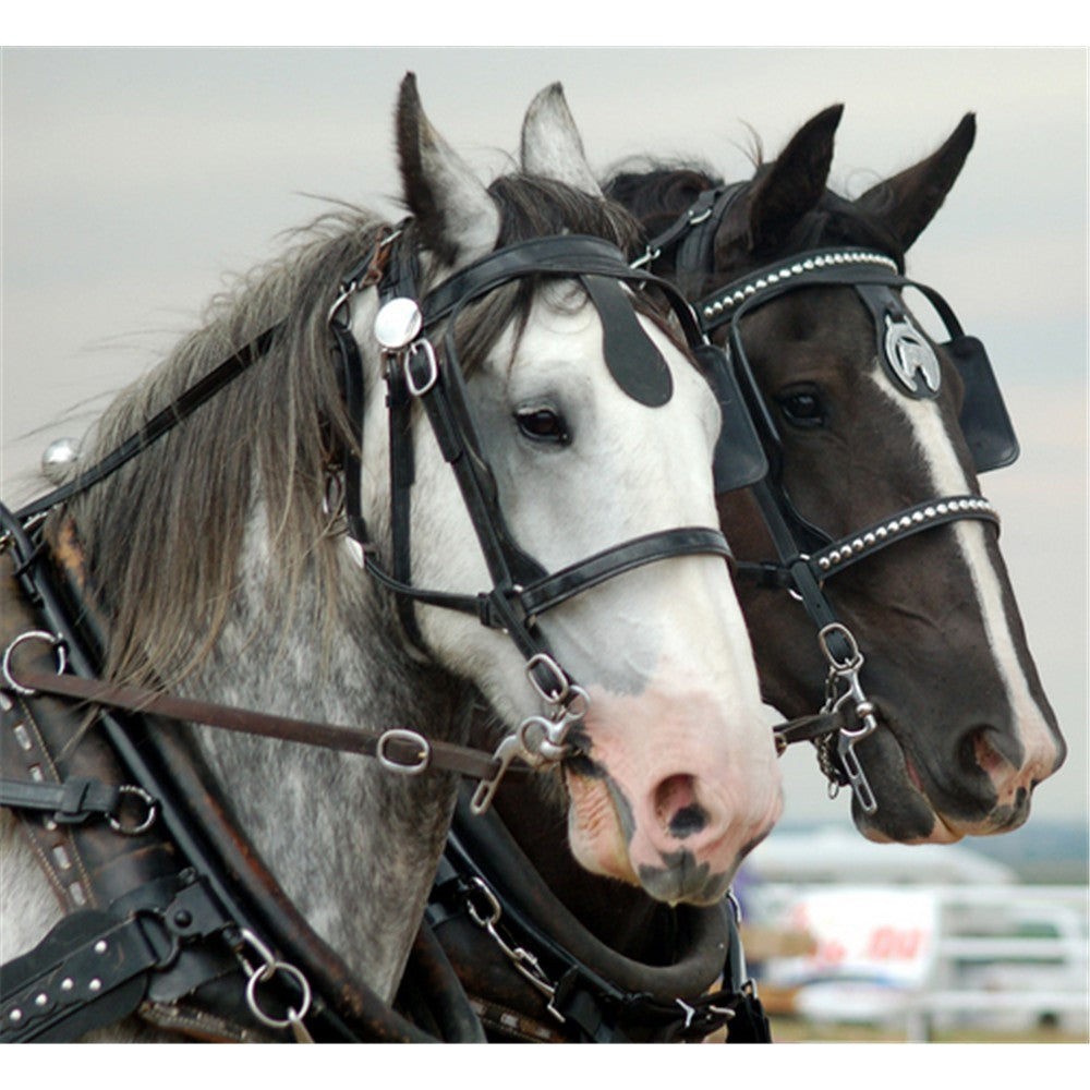 Fahrzaum mit Scheuklappen – Heavy Horse Parts